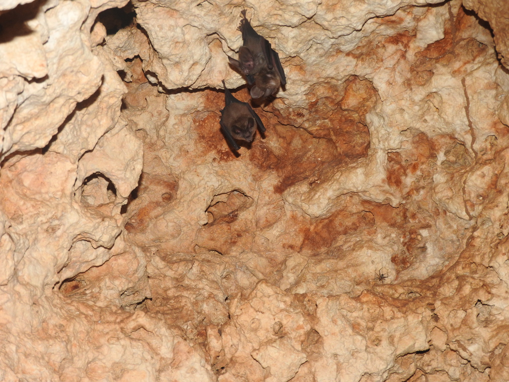 Micronycteris microtis Miller, 1898