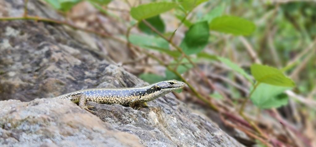 Eastern Water Skink from Sturt Gorge Dam, Craigburn Farm SA 5051 ...