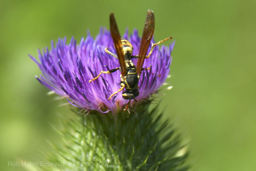 Golden Paper Wasp from Gerber Recreation Area, Gerber Dam Rd, Bonanza ...