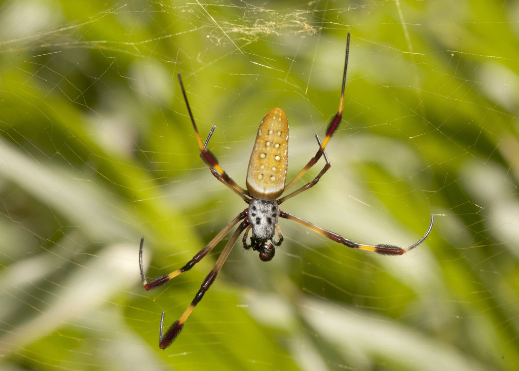 Golden Silk Spider from Sandy Bay, Honduras on March 04, 2015 at 09:45 ...