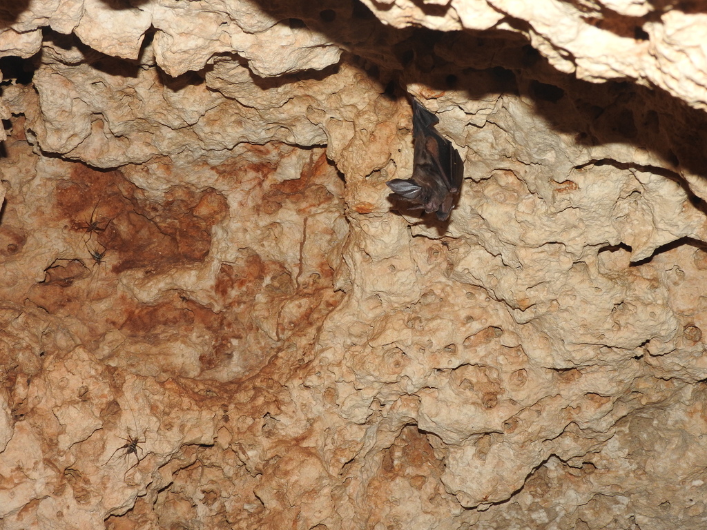 Cozumelan Golden Bat from Playa del Carmen, Q.R., México on August 16 ...