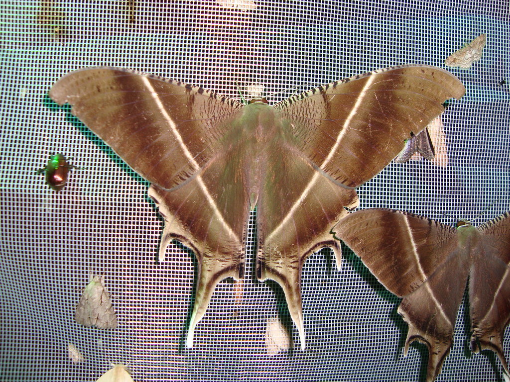 Tropical Swallowtail Moth from Phou Pan, Houaphanh Province, Laos on ...
