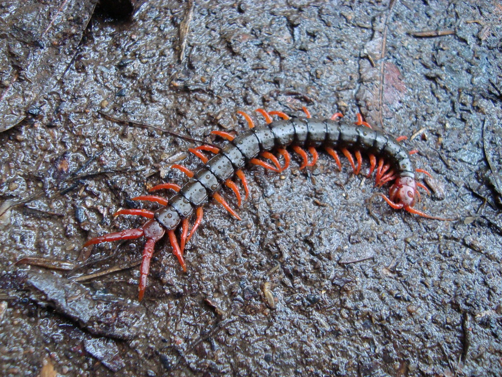 Scolopendra multidens from Ban Na Lam, Phou Sane, Xiangkhouang Province ...