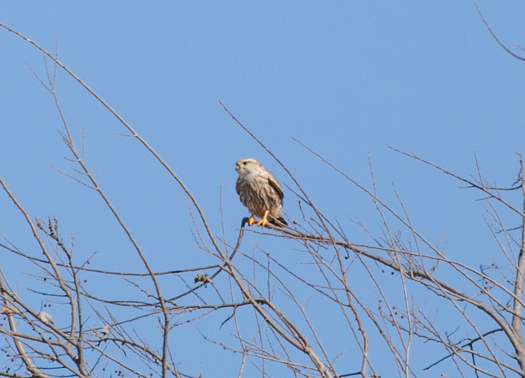 Prairie Merlin from Tarrant County, TX, USA on December 26, 2020 at 11: ...