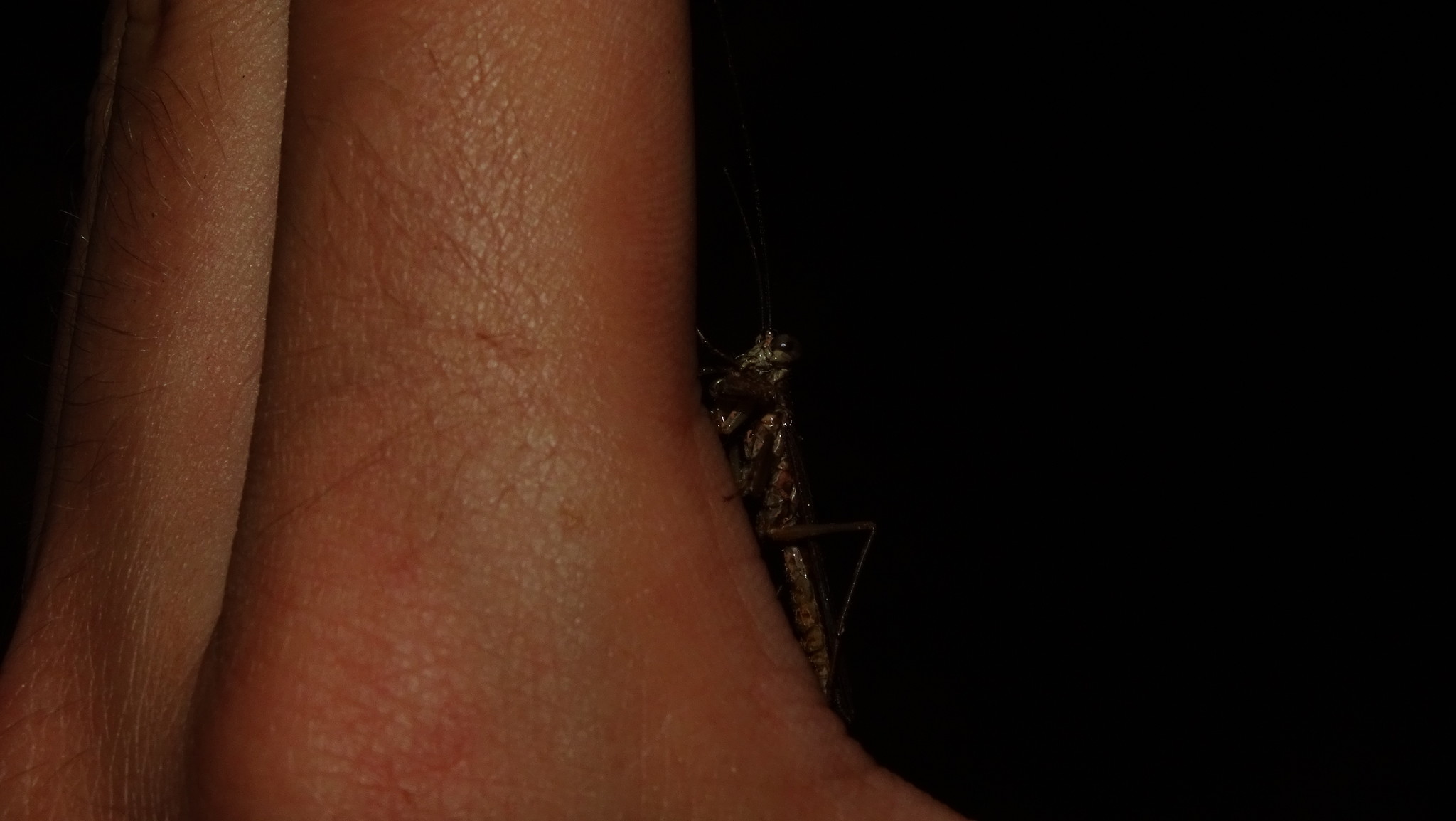 Mantoida brunneriana Saussure, 1871