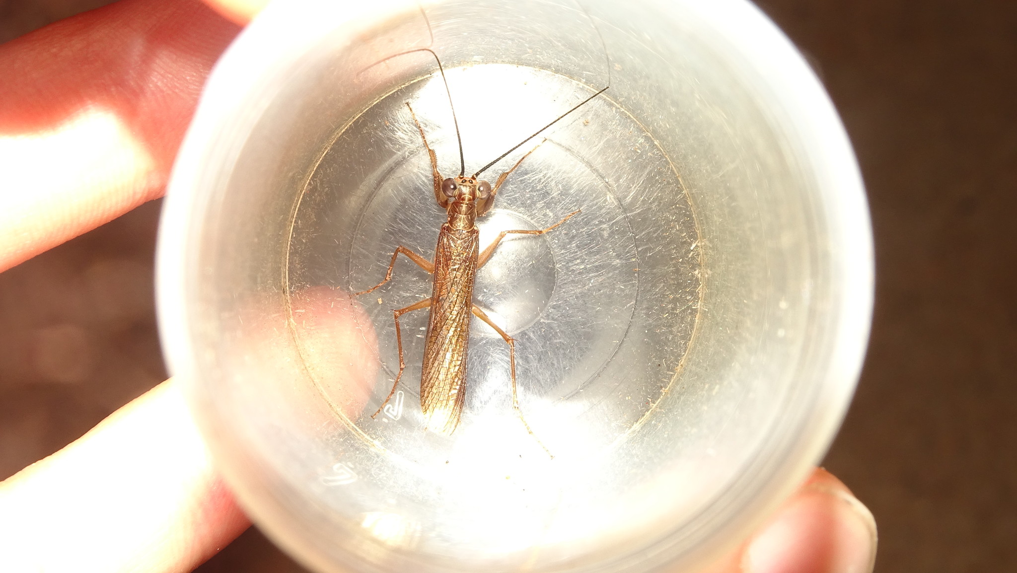 Mantoida brunneriana Saussure, 1871