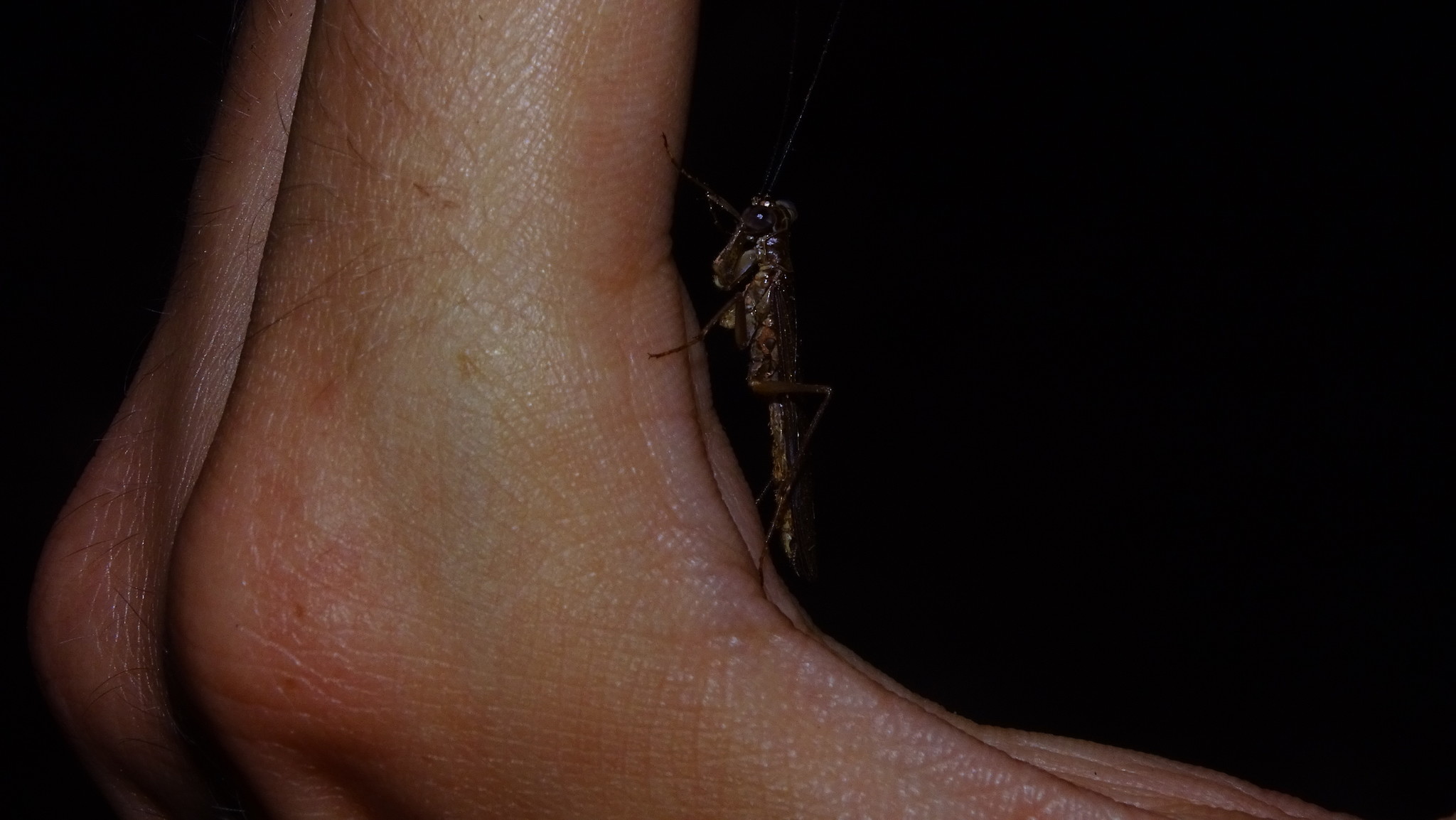 Mantoida brunneriana Saussure, 1871