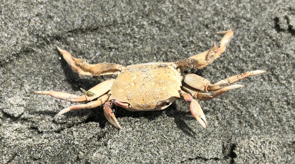 New Zealand sentinel crab from Tasman Bay, Nelson, NZ on December 29 ...