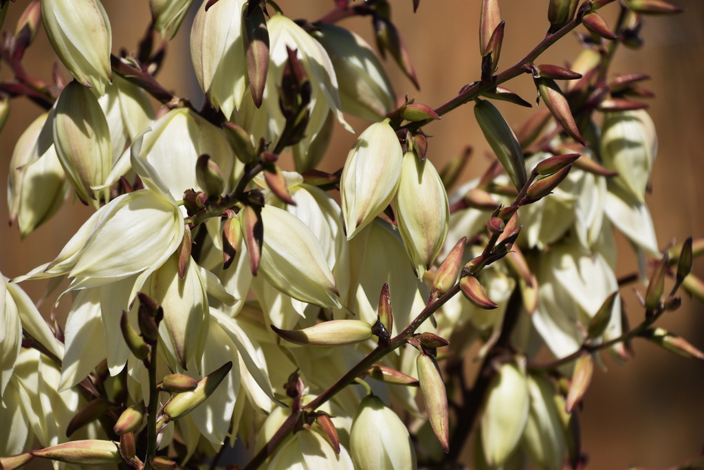 common yucca (Yucca filamentosa) - Botanical Realm