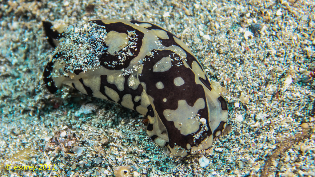 Pilsbry's Head Shield Slug from Manado, Manado City, Pohjois-Sulawesi ...