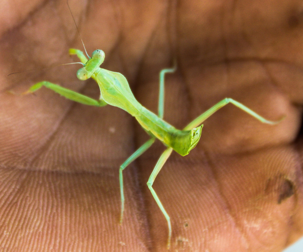 Timor Giant Shield Mantis from Manatuto, Timor-Leste on September 19 ...