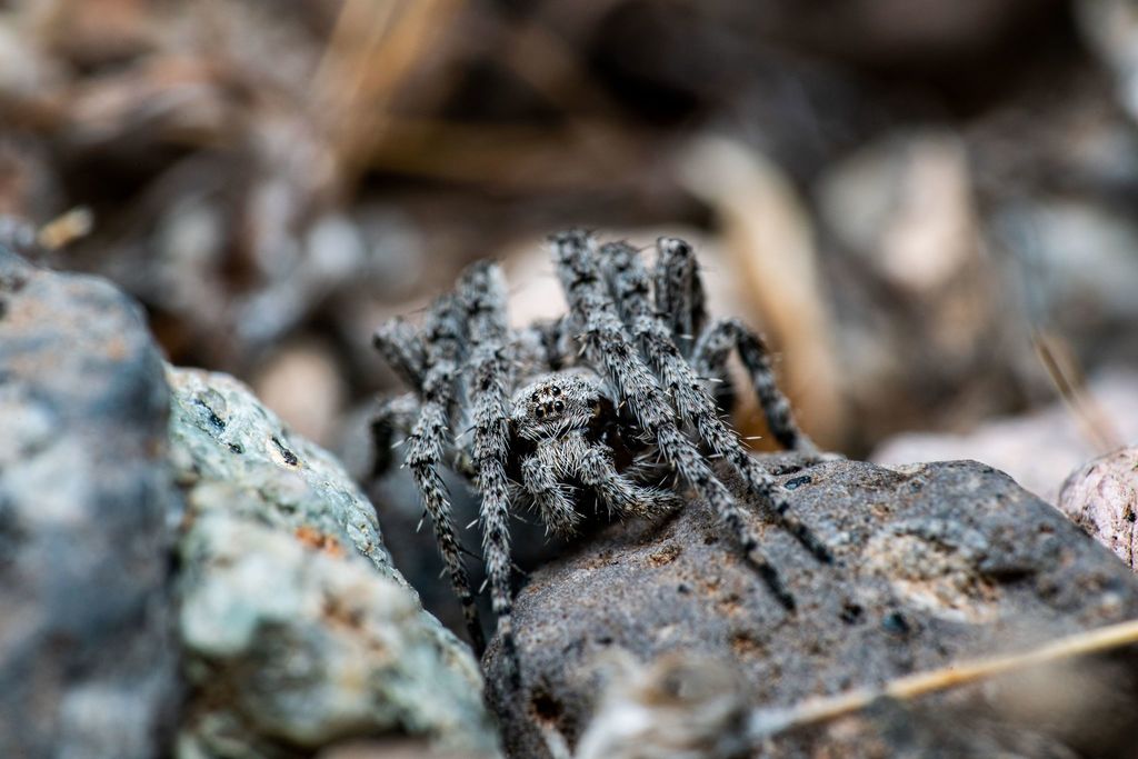 Angulate and Roundshouldered Orbweavers from Pima County, AZ, USA on ...