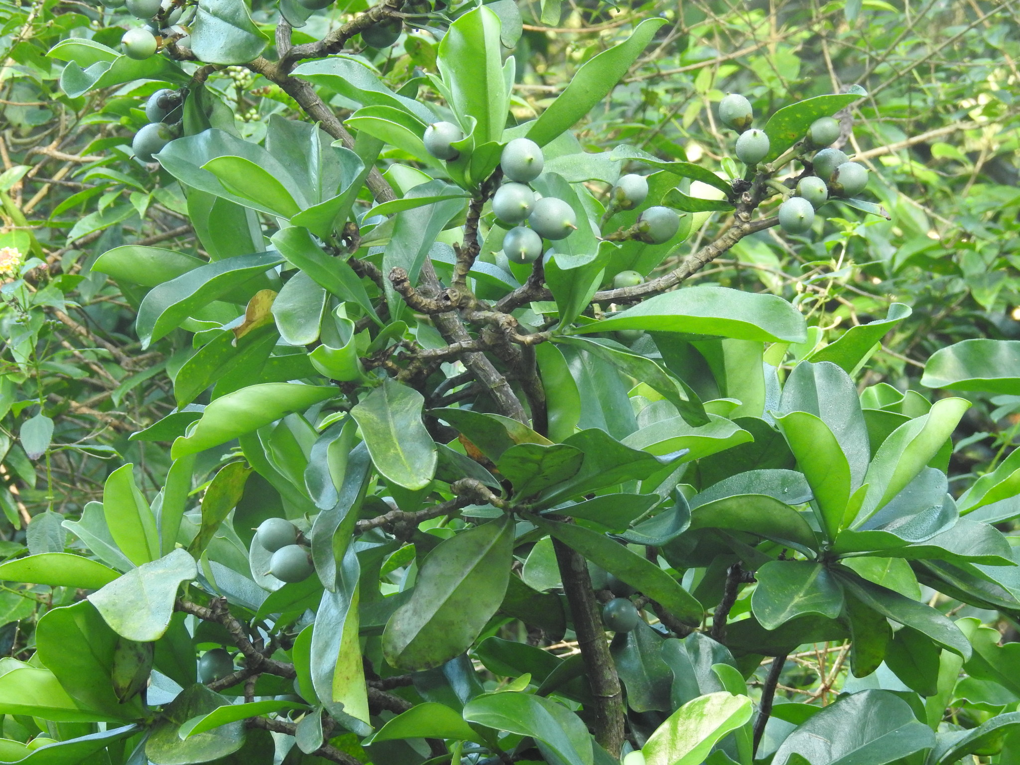 Fagraea ceilanica Thunb.