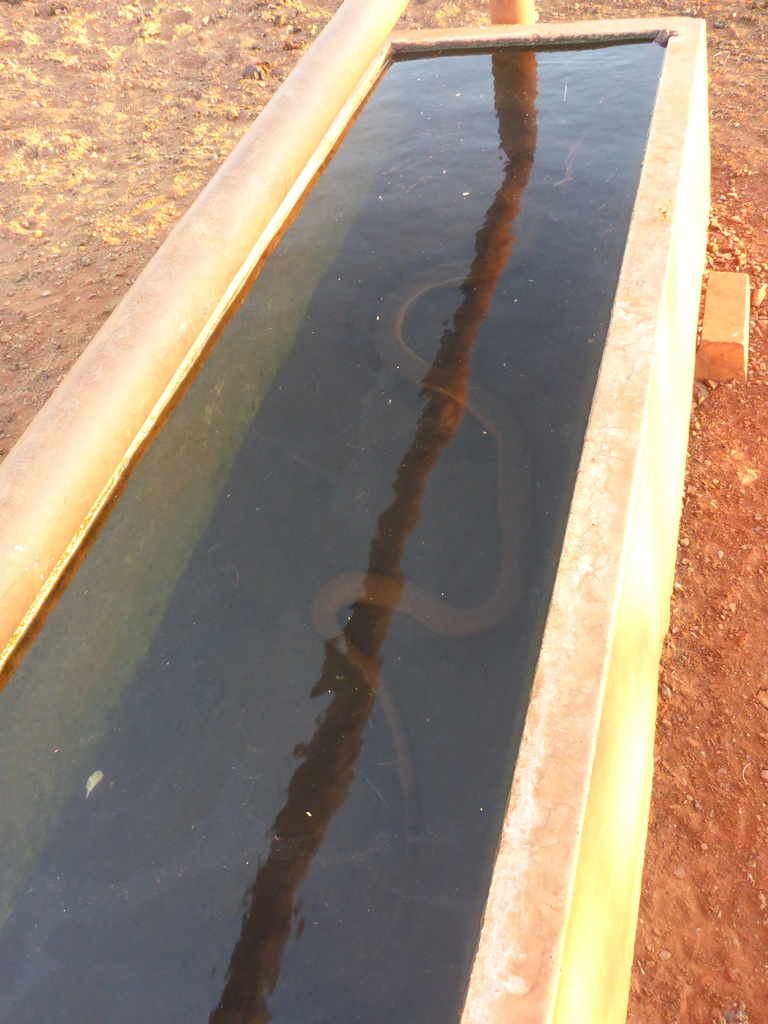 Pilbara Olive Python in October 2020 by pjdavidson. Pilbara Olive ...