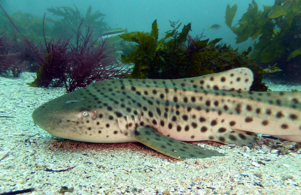 Carpet Sharks (Orectolobiformes) - Marine Life Identification