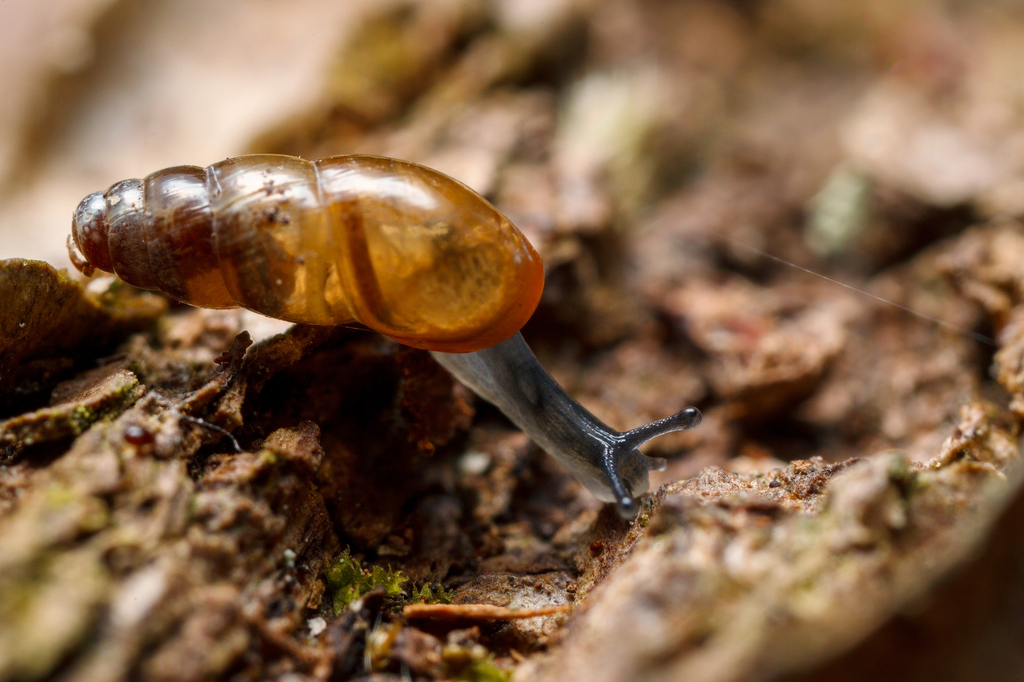 Thin Pillar (Snails of Ontario) · iNaturalist