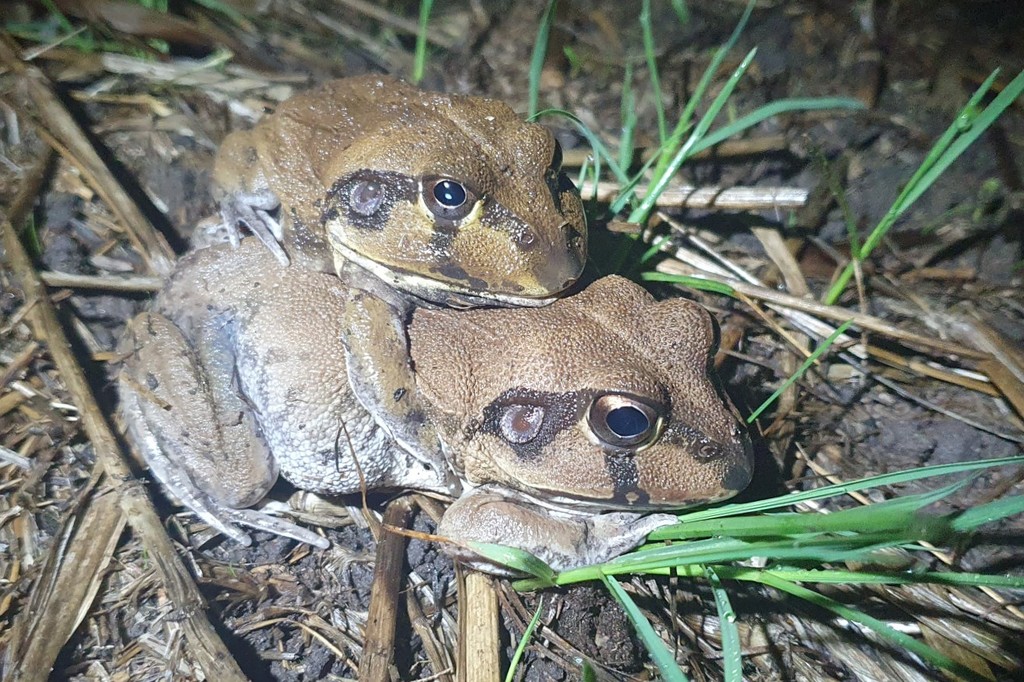 New Holland Frog from Cook, AU-QL, AU on December 28, 2020 at 01:48 AM ...