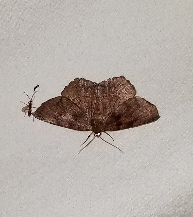 Curved-toothed Geometer Moth from Walker County, TX, USA on September ...