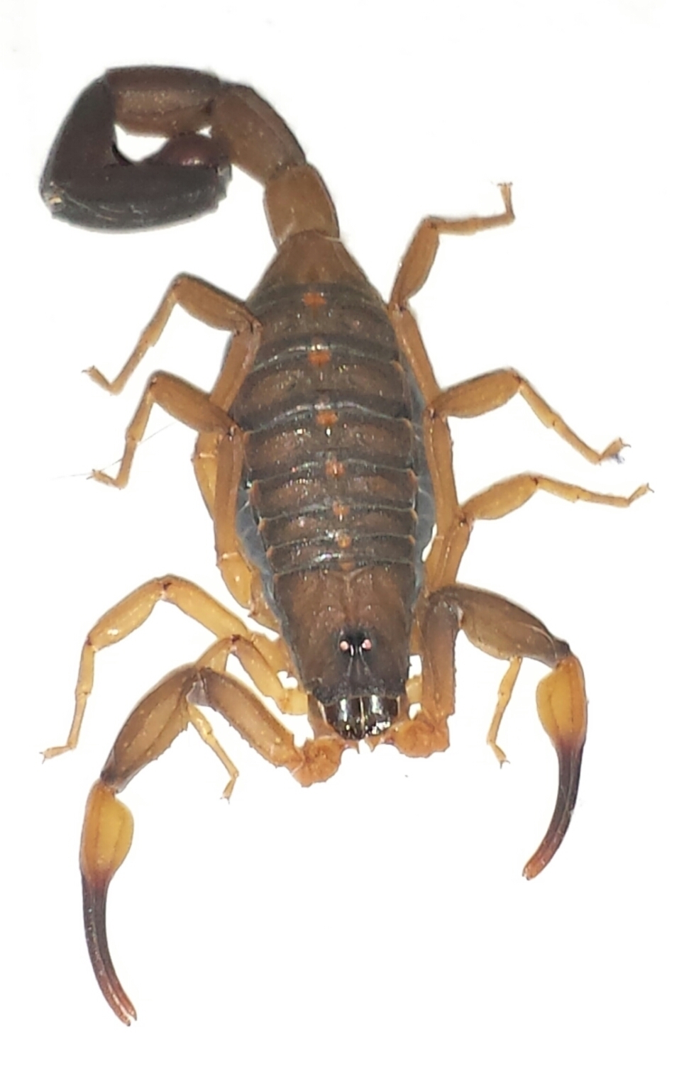 Centruroides flavopictus (Pocock, 1898)