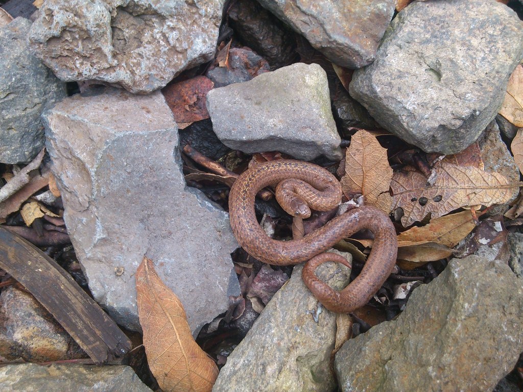 Culebra terrestre dos líneas (Serpientes de Jalisco) · iNaturalist Mexico