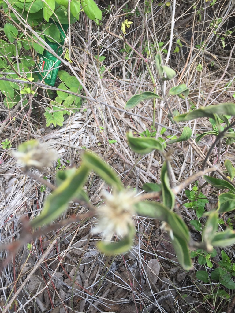 spiny chaff flower from Parque Nacional Galápagos, San Cristobal ...