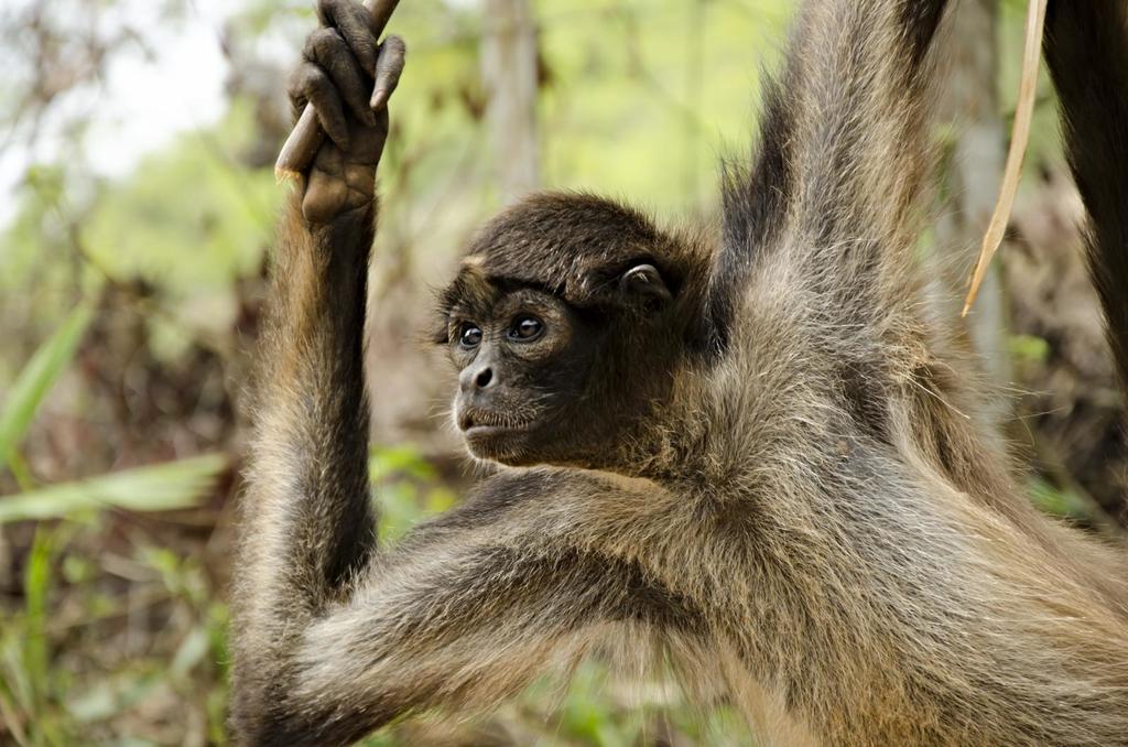 Spider, Howler, and Woolly Monkeys (Atelidae) - Know Your Mammals