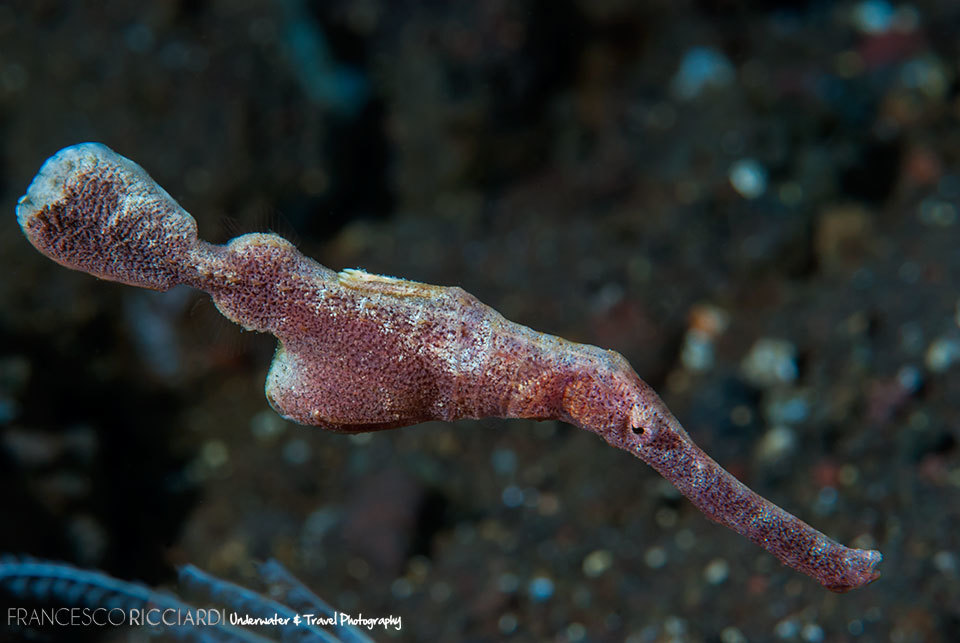 Halimeda Ghostpipefish (Solenostomus halimeda) - Marine Life Identification