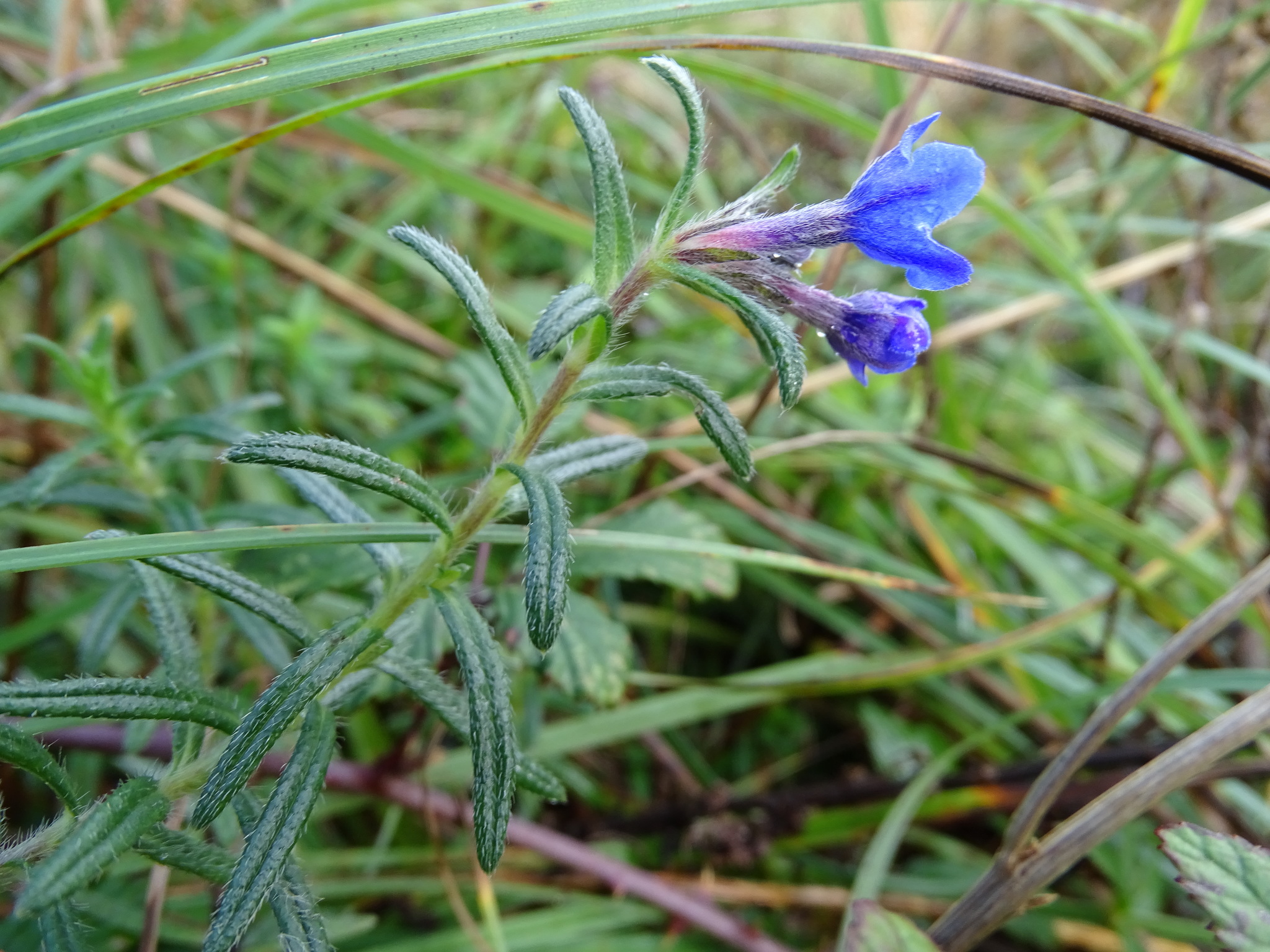 Glandora diffusa (Lag.) D.C.Thomas