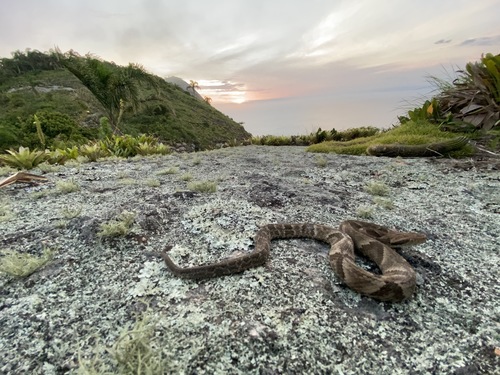 Alcatrazes Lancehead (Bothrops alcatraz) - Snakes and Lizards