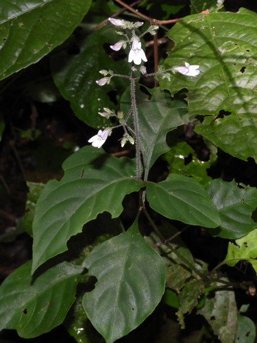 Isoglossa membranacea · iNaturalist United Kingdom