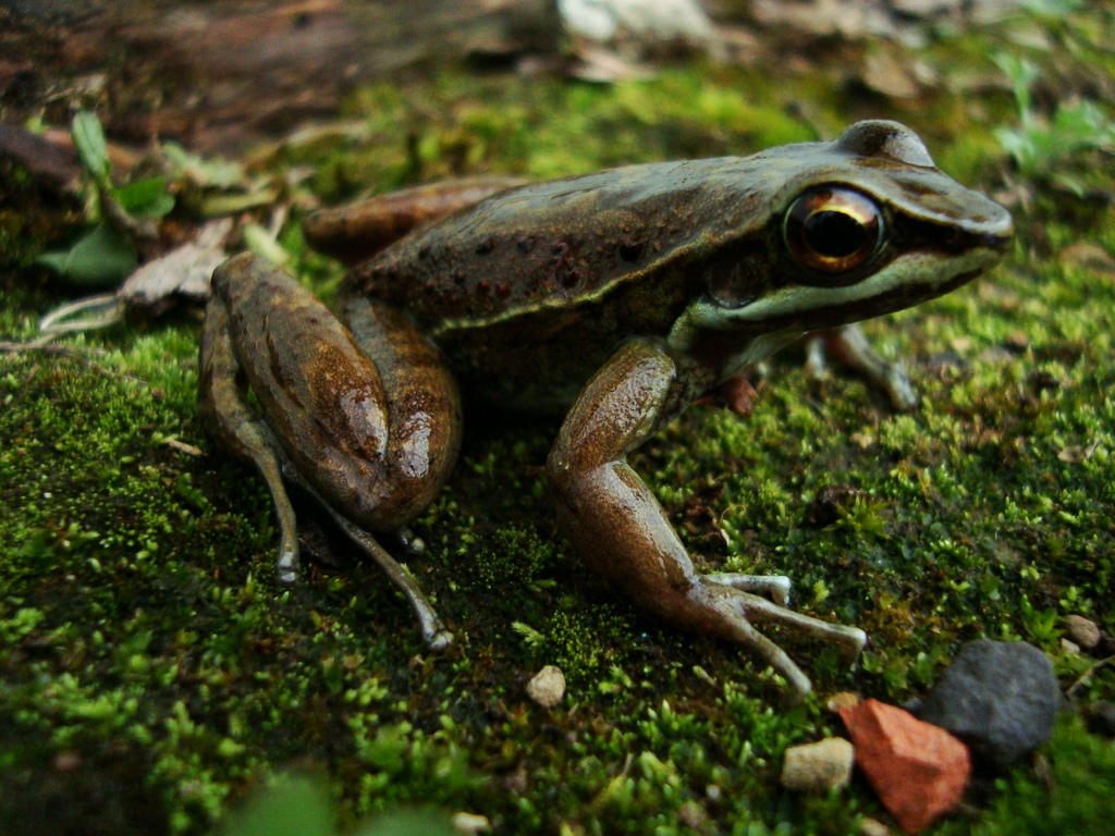 Hylodes perplicatus from Dr. Pedrinho - SC, 89126-000, Brasil on ...