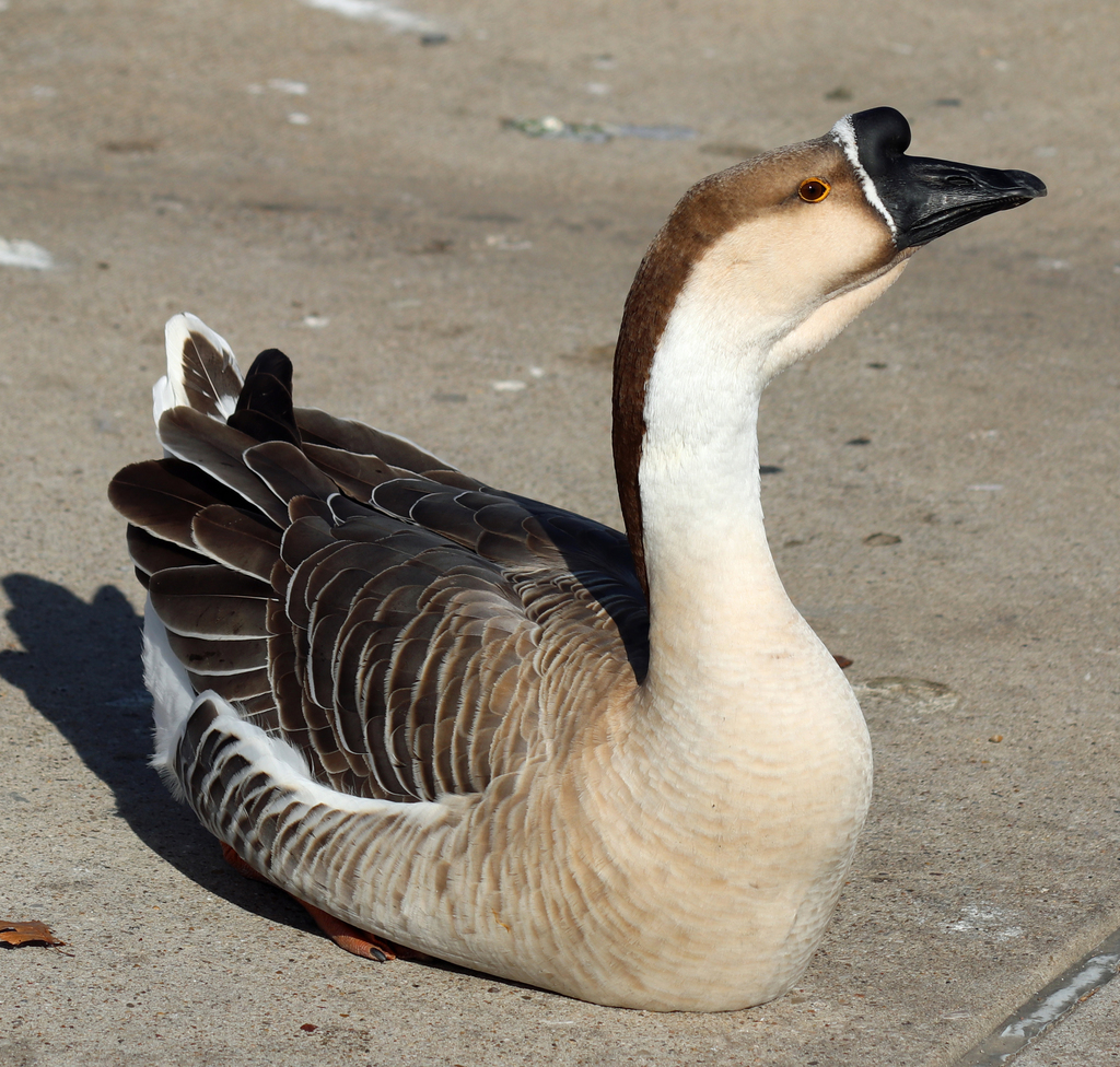 Domestic Swan Goose from Fort Worth, TX, USA on December 28, 2020 at 10 ...