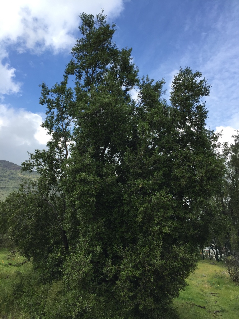 soapbark tree (Quillaja saponaria) - Botanical Realm