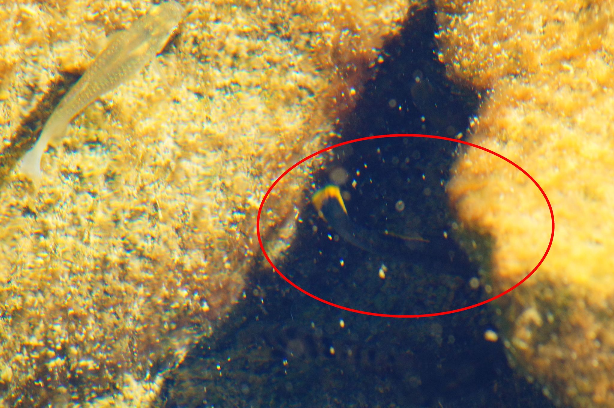 Poecilia mexicana Steindachner, 1863