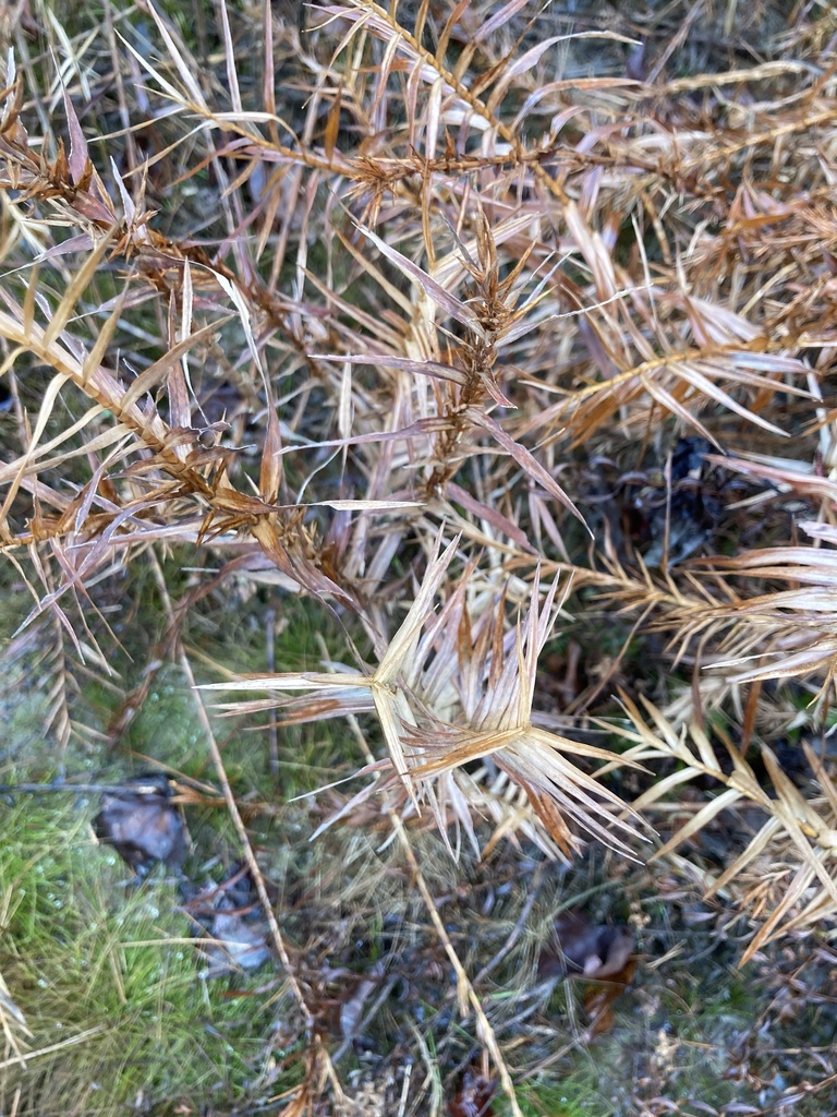 Three-way Sedge (ADIRONDACK RESEARCH GUIDEBOOK) · iNaturalist