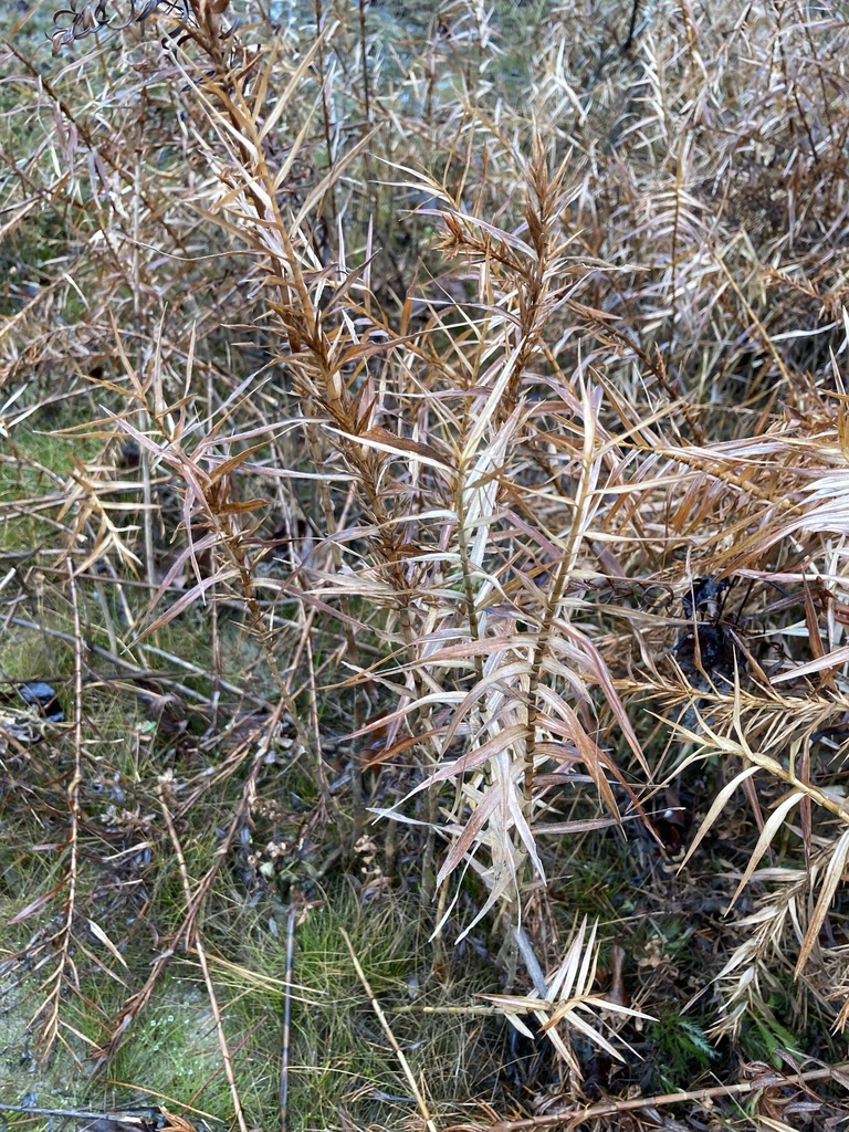 Three-way Sedge (ADIRONDACK RESEARCH GUIDEBOOK) · iNaturalist