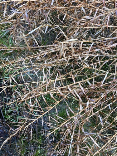 Three-way Sedge (ADIRONDACK RESEARCH GUIDEBOOK) · iNaturalist