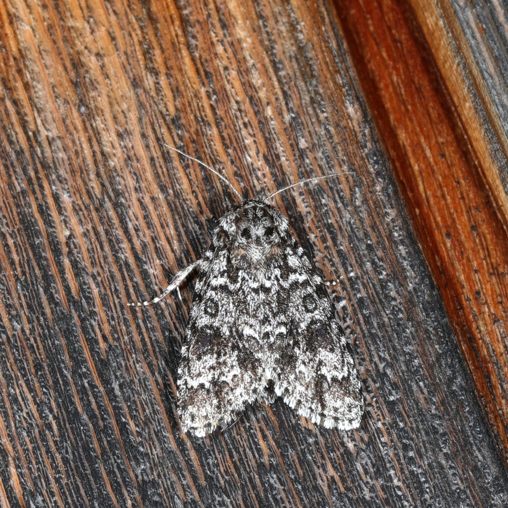 Night-wandering Dagger from Saint-Narcisse, Grand lac Shaw on June 10 ...