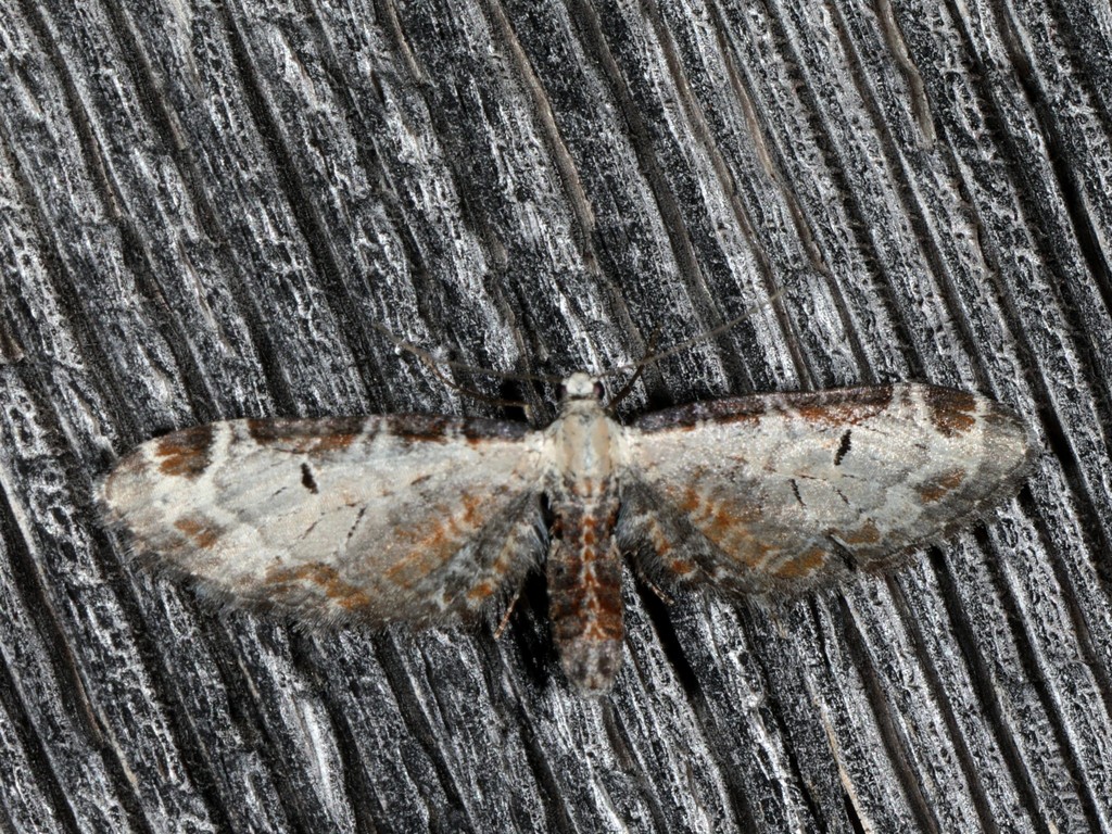 Tawny Eupithecia Moth from Saint-Narcisse, Grand lac Shaw on June 10 ...