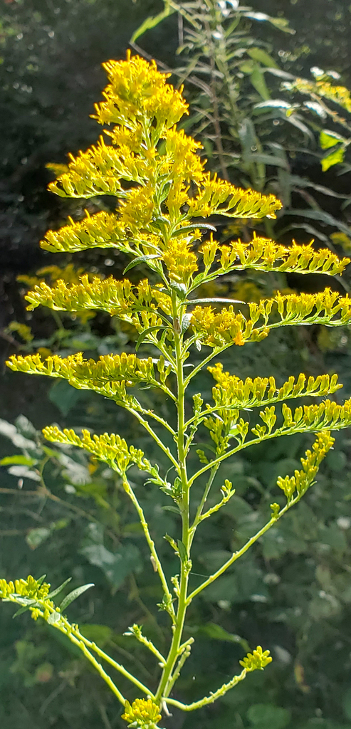 tall goldenrod in October 2020 by grinnin. Nothing to sneeze at: In ...