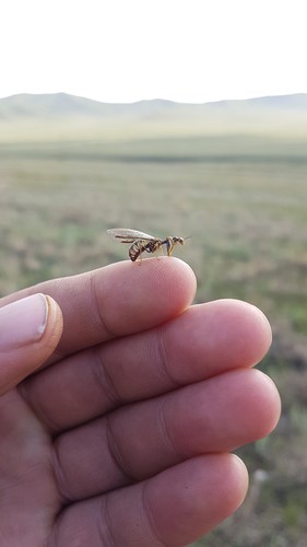 Mantispa lobata · iNaturalist