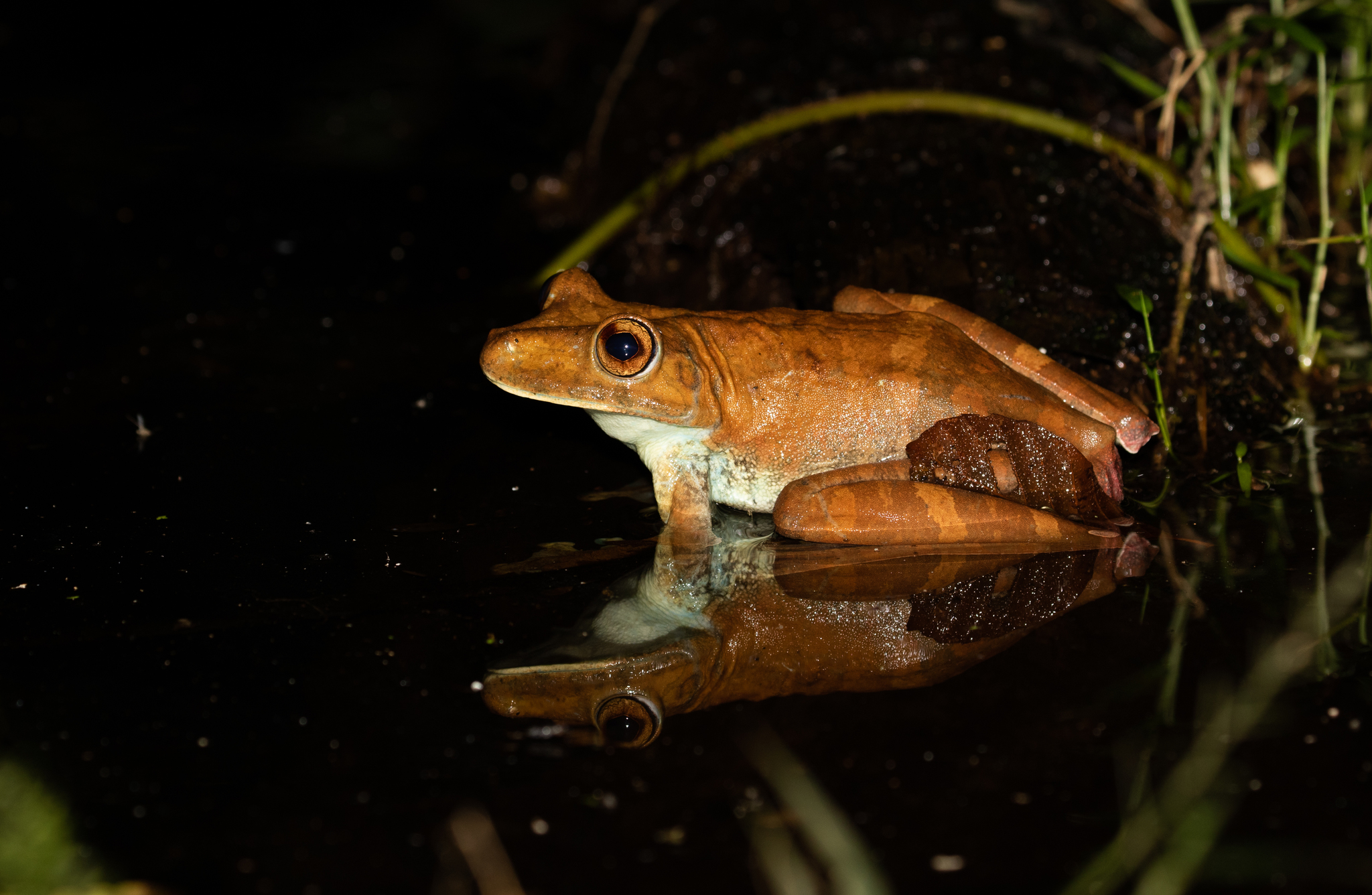 10 Facts About The Machete Savane – Snake Radar