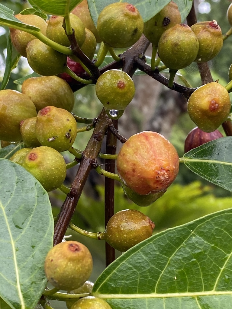 sandpaper fig from Caloundra - Hinterland, AU-QL, AU on December 30 ...