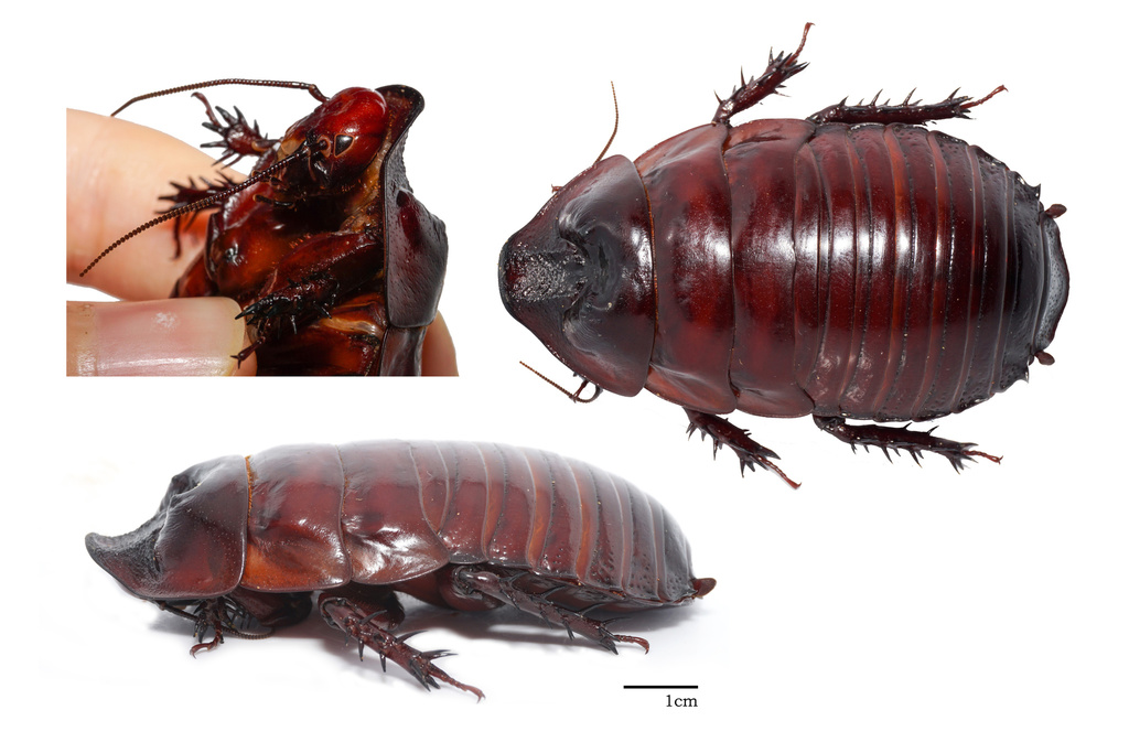 Giant Burrowing Cockroach in December 2020 by Jessa · iNaturalist