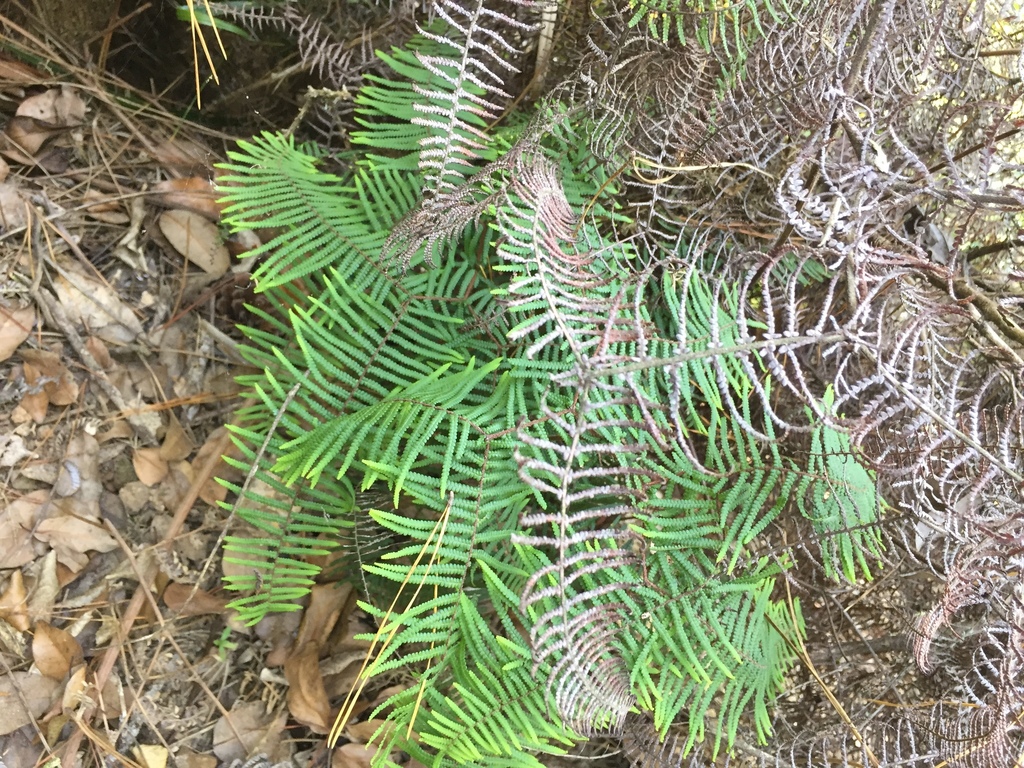 scrambling coral-fern from Hamilton East, Hamilton, New Zealand on ...