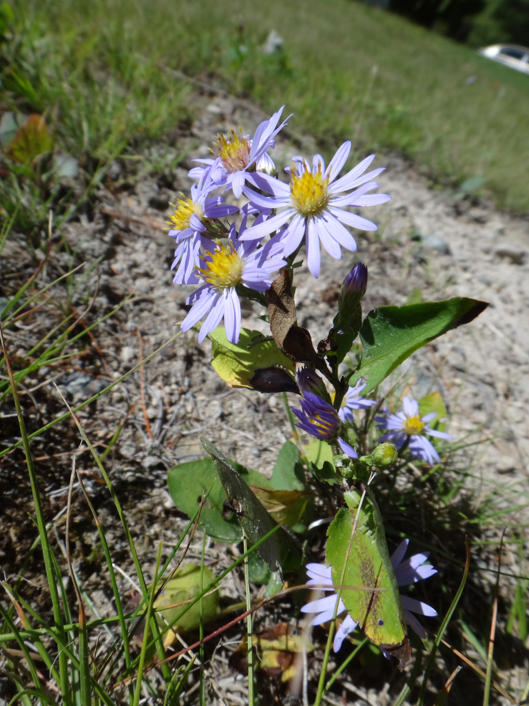 Lindley's Aster (Sand and Granitic Barren for Restoration Plantings ...