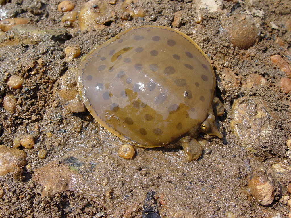 Gulf Coast Smooth Softshell Turtle from Cahaba River, 11.7 km ...