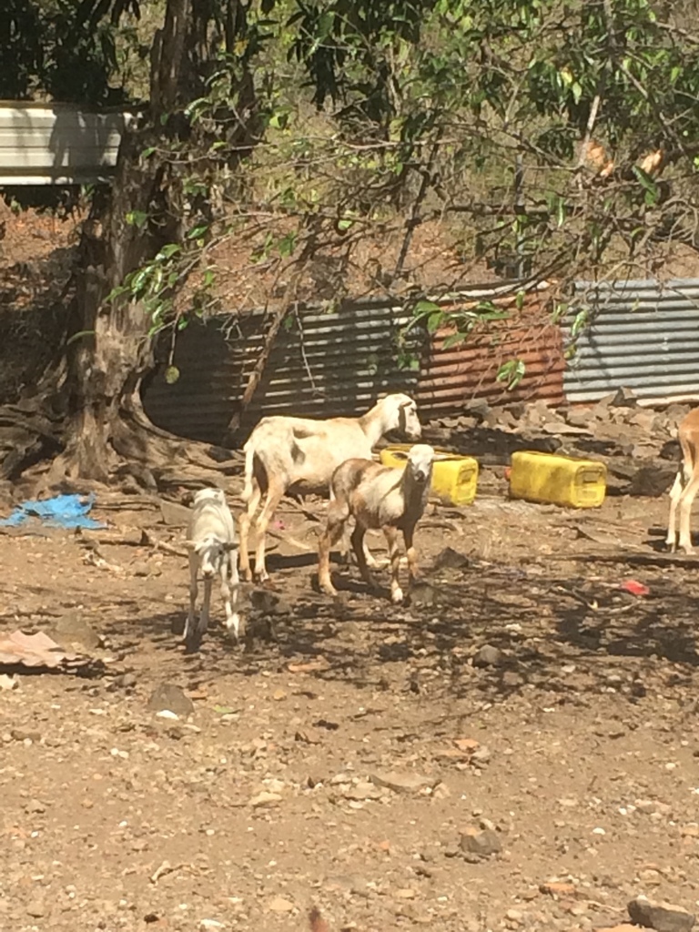 Domestic Goat from Martinique, Martinique, MQ on May 9, 2020 at 11:47 ...
