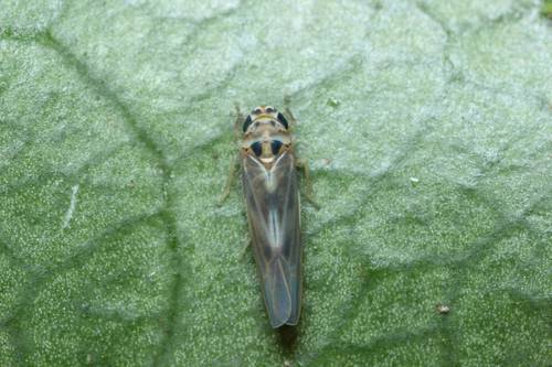 Arboridia apicalis · iNaturalist