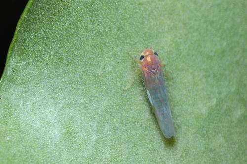 Genus Alebroides · iNaturalist